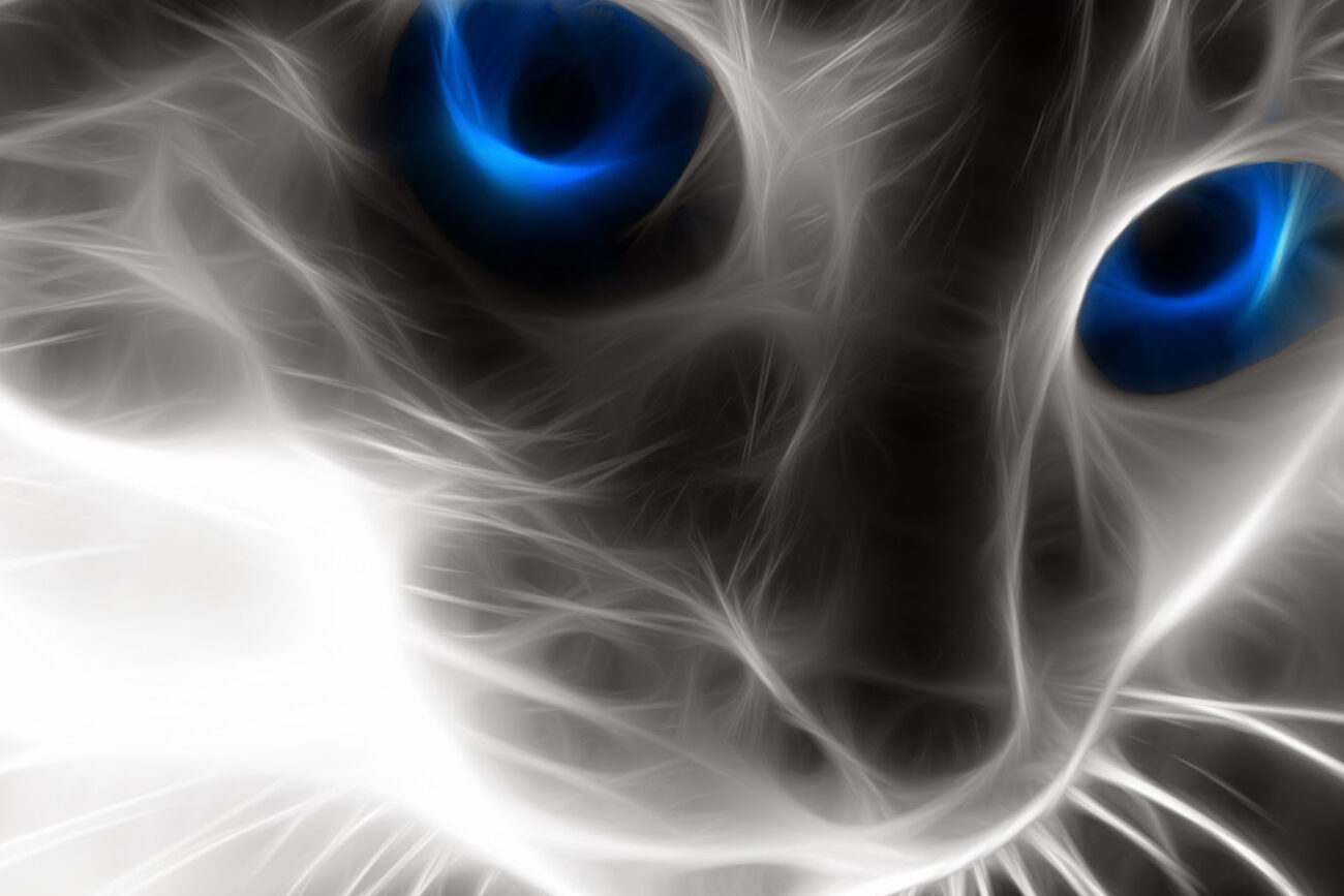 Cat Spiritual Significance | Psychic Medium – Jennifer Doran